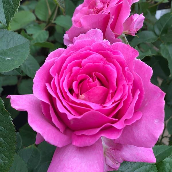 ヴィヴィアンは、濃いピンク色の波状花弁で花弁数が多いのが特徴。枝が何本も出て、仮に葉っぱが少なくなっても蕾を一生懸命につけてくれます。辺り一面をダマスク系のいい香りで包んでくれます。※詳しい商品説明は下のほうに記載があります