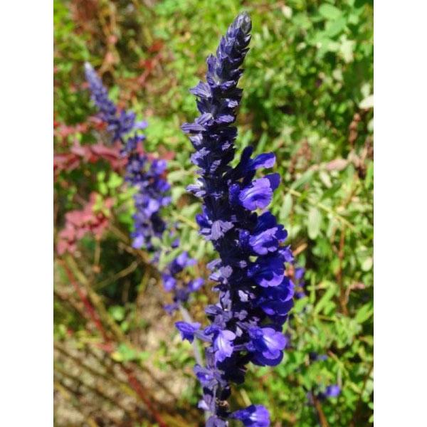 青紫の花穂が美しい大型の宿根草 観賞用 ラベンダーセージは宿根サルビアの仲間で、観賞用の品種です。濃いブルーの花を初夏から秋まで長く咲かせます。ラベンダーのような美しい花色と長い花穂が魅力的です。花壇やプランターでお楽しみください。1株で1...