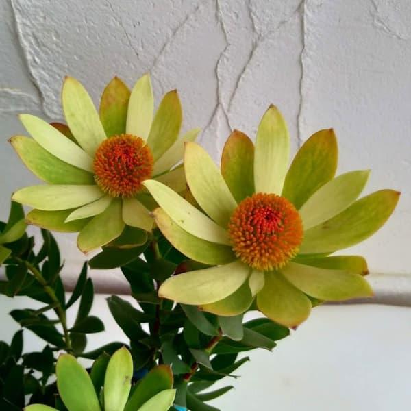 リュウカデンドロンは南アフリカ原産の常緑低木です。和名はギンヨウジュ（銀葉樹）。夏の終わりから晩秋にかけて、赤やオレンジなどに色づく苞（ホウ）葉が美しく、その苞に囲まれた基部が花です。※詳しい商品説明は下のほうに記載があります