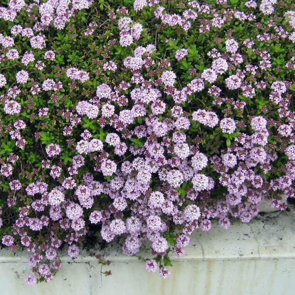 ピンクの花とさわやかな香り 多年草 タイム・ロンギカウリスはローズピンクの小さくてかわいい花をたくさん咲かせるほふく性のタイムです。タイムの中でも耐寒性・乾燥に強く、また夏の暑さにも強く、グランドカバーとしておすすめです。生育が非常に早く、...