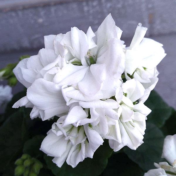 他のゼラニウムとは一味違う、プレミアムゼラニウムシリーズ。可憐な白八重咲きのホワイトアベーです。花自体は小型で花房も小さめですが、ときおり色が混ざり、とてもきれいな品種です。1株にたくさんの花が上がる点も魅力です。気温や栽培環境により色が変...