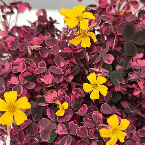 寄せ植えにぴったりの魅力的なカラーリーフ！ダークグリーンとピンクの斑入り葉で、クローバーのような三つ葉のオキザリスです。シックな配色の中にも華やかさがあり、細かな葉が寄せ植えの美しい彩りとなります。花は黄色です。※詳しい商品説明は下のほうに...