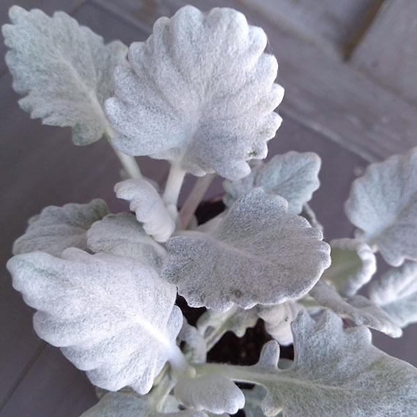 ニュールックは美しい銀白色で丸葉のダスティミラー（シロタエギク）です。花壇や寄せ植えの素材として人気です。年間を通して葉色を保ち、耐寒性が強いので、花が乏しい冬場には特に最適。また、まとめて植えれば銀色のカーペットができます。※詳しい商品説...