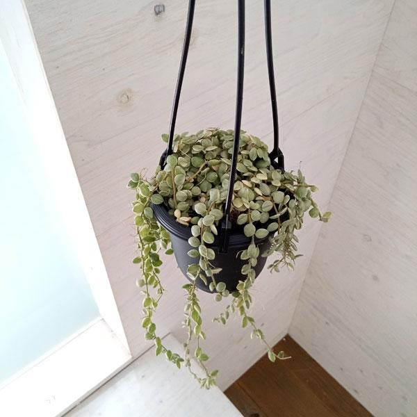 肉厚の小さな丸い葉が連なるヌンムラリア。つる性の多肉植物です。吊り鉢仕立てです。寒さには弱いので、冬場は温度管理に注意します。15℃以上がべストです。生育期は定期的に霧吹きを行ってください。★環境が変わったり、一時的に水切れさせると葉が落ち...