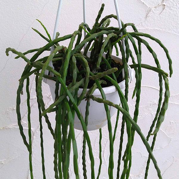人気の観葉植物、リプサリス。細い枝を四方に伸ばすなんとも不思議な草姿が目を惹きます。サボテンの仲間なので頻繁な水やりや手入れが不要で、比較的耐寒性があるので、見た目以上に育て易い植物です。※詳しい商品説明は下のほうに記載があります
