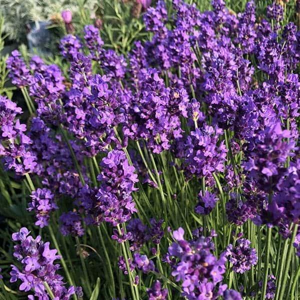 香りのよいイングリッシュラベンダーの人気品種。ヒドコートは花茎、花穂ともに短い小型のタイプで花がたくさん咲く品種です。花色は濃紫色でとても美しく、ラベンダーの咲く風景には欠かせない品種です。トルーラベンダーから生まれた栽培品種です。寒冷地向...