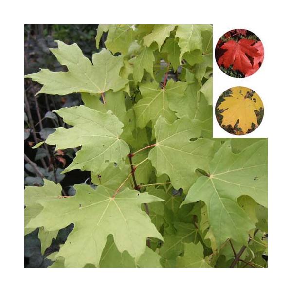 秋の紅葉もキレイな落葉樹 シンボルツリー・庭木に 砂糖楓 サトウカエデは樹液からメープルシロップを採取することで有名なカエデです。英名はシュガーメイプルで、カナダの国旗のモチーフにもなっています。秋には黄色や赤色の紅葉が美しく、シンボルツリ...