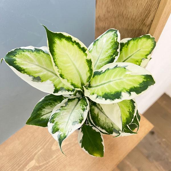 デヘンバキアは、清涼感あふれる明るい葉色が美しい観葉植物。クールビューティーは、カミーラの枝変わり種。斑の入り方がよりはっきりとしていて美しい品種です。※詳しい商品説明は下のほうに記載があります