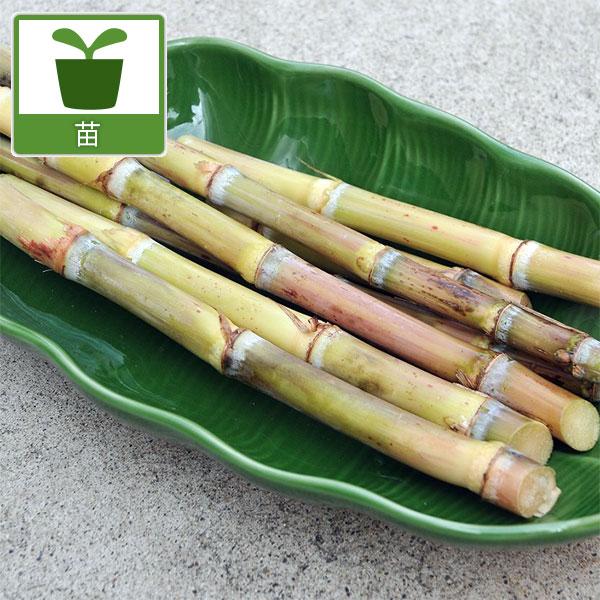 和三盆糖の原料となるサトウキビ、「竹糖」の苗です。草丈は一般のサトウキビより低く、成長しても2mほどで茎も細めです。生でかじって汁を味わってもおいしい品種です。サトウキビはイネ科の多年草で、日本では沖縄で多く栽培されています。茎に蔗糖を含み...