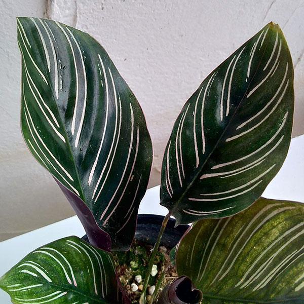 玄関やリビングに！丈夫な観葉植物 カラテアは熱帯アメリカや熱帯アフリカに分布するクズウコン科の植物で、その仲間は100種類以上の品種があります。サンデリアーナはブロンズグリーンの大きな葉に細いピンクの斑が入る美しい品種。夜になると葉を閉じ、...
