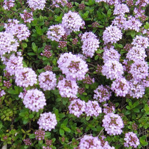 タイムの仲間・5〜7月にピンクの花をいっぱい咲かせる草丈の低い多年草 イブキジャコウソウは日本に自生する、常緑性のほふく性のタイムの仲間。麝香（ジャコウ）のような香りがあることからこの名がつきました。上には伸びず、茎が這うように広がるので、...