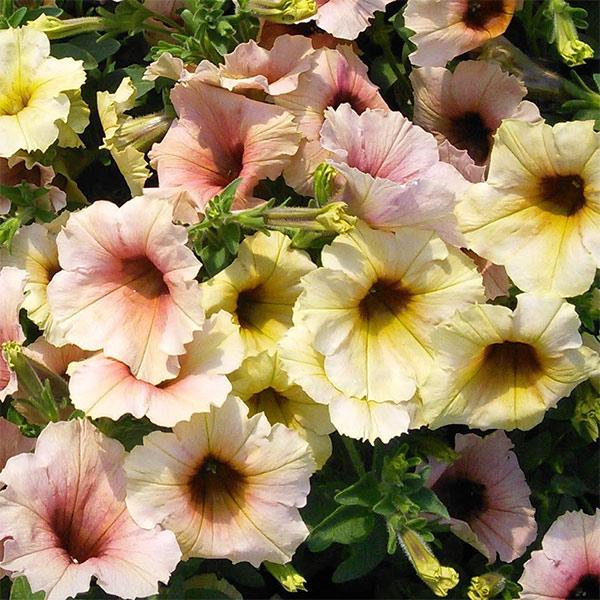 丈夫で育てやすく、ユニークな花色が魅力のペチュニア！ブラウン系の人気品種です。温度や肥料などの栽培環境によって、花のサイズや色合いに幅が生じることがあります。※詳しい商品説明は下のほうに記載があります