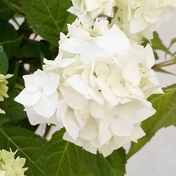 白扇（はくせん）は、愛知県鳳来山で発見された白手毬品種です。小型で清楚な美しさが魅力です。※詳しい商品説明は下のほうに記載があります