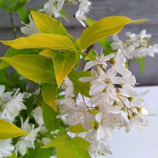 カラーリーフ ヒメウツギは低木のウツギ（卯の花）で、晩春に咲くシャンデリアのように豪華な白い花のコントラストが美しい品種です。ライムシャンデリアは新葉が明るいライム色となる品種。普通の緑葉のヒメウツギとはまた一味違う魅力があります。洋風、和...