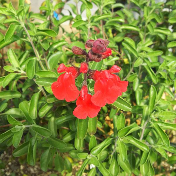 チェリーセージは初夏から晩秋まで長期間、小さな花をたくさん花を咲かせるシソ科の多年草です。葉や花にフルーティーな甘い香りがあり、ハーブとしても利用されます。丈夫で暑さに強く、病虫害もほとんどなく、毎年成長して大株になりますので、花壇の後方に...