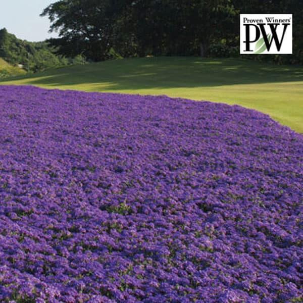 スーパーベナは花房が大きく、色鮮やかで雨や病気に強いバーベナ。これまで品種改良に利用されてこなかった耐病性のあるバーベナの原種を利用して新たに開発された強健な品種です。ややこんもりした半立ち性で、生育旺盛、栽培はとても簡単です。暑さに強く、...