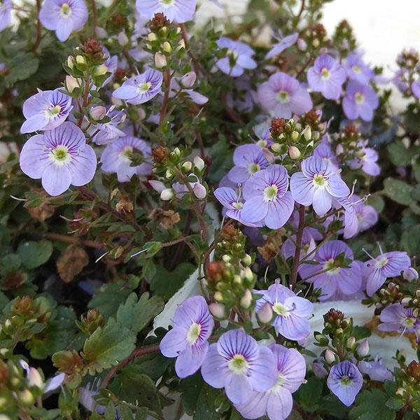宿根草 ウォーターペリーブルーは人気品種・オックスフォードブルーと草姿や性質は似ていますが、這い性で花色はラベンダーブルーです。春にオオイヌフグリに似たかわいらしい青花を一面に付けてカーペット状に広がります。冬季、低温になると銅葉や暗紫葉に...