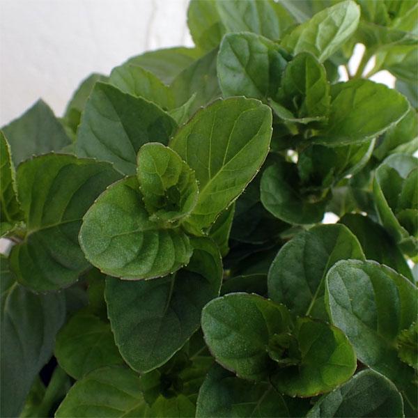 モヒートミントはキューバ発祥のカクテル「モヒート」に使用するハーブの仲間です。日本ではスペアミントを使用していることが多いですが、こちらは本場キューバで使用するモヒートミント（イエルバブエナ）。スペアミントの爽快感ではなく、香りがやさしくよ...