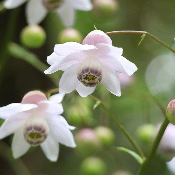 レンゲショウマは初夏に咲く山野草の人気品種。おもに本州の太平洋側の深山に生える多年草で、茎は高さ40〜80cmになります。大きな三複葉の葉を持ち、茎の上部に淡紫色の美しい花をやや下向きにつけます。升麻はサラシナショウマの漢名で、花がハスの花...