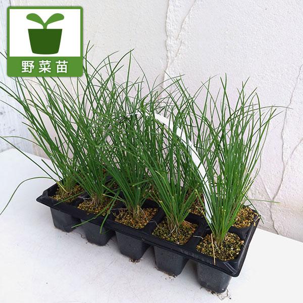 【発売日：2026年09月24日】植え付け不要！土の上に置くだけ！プランターでいつでも新鮮なネギが収穫できます 土の上に置くだけですくすく育つ、便利なカットパック入りのニラの苗。きちんと苗を定植して育てることもできますが、置くだけの栽培方法...