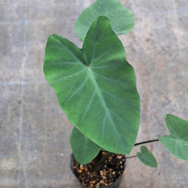タロイモの園芸品種で、黒紫色の茎が印象的な品種です。寒さに強く、関東以西の暖地では、露地栽培も可能です。寄せ植えやトロピカルガーデン、ビオトープなどでカラーリーフとしてお楽しみ下さい。※植物の特性で葉に若干傷みがある場合があります。※詳しい...