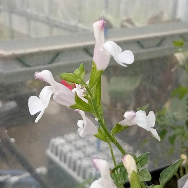チェリーセージは初夏から晩秋まで長期間、小さな花をたくさん花を咲かせるシソ科の多年草です。葉や花にフルーティーな甘い香りがあり、ハーブとしても利用されます。丈夫で暑さに強く、病虫害もほとんどなく、毎年成長して大株になりますので、花壇の後方に...