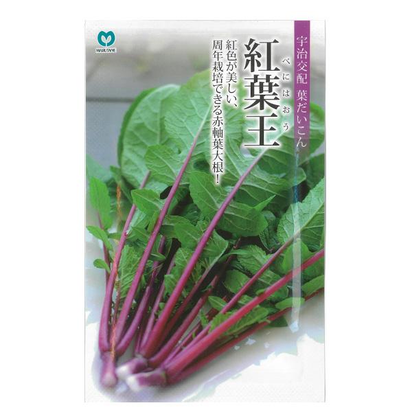 生育旺盛で作りやすく、秋〜春どりを中心に周年栽培が可能です。収穫までの日数は春〜秋期で約25〜40日、夏期で約20〜25日、冬期で約60〜70日です。草姿は立性、葉は濃緑で葉柄は紫紅色となり、毛茸（もうじょう）の少ない品種。株張りよく、葉折...