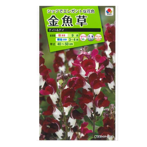 種　タネ　葉が銅葉で花はワインレッドと白のバイカラー。印象的な花色で、葉とのコントラストも美しい。花壇だけでなく切り花としても楽しめる。※詳しい商品説明は下のほうに記載があります