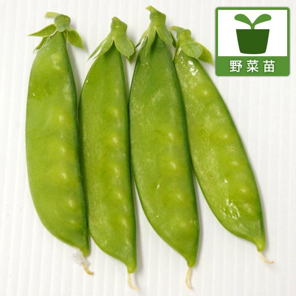 【発売日：2026年10月22日】楽家事野菜！ 日本初、スジをとらずに調理できる赤花のサヤエンドウ。※詳しい商品説明は下のほうに記載があります