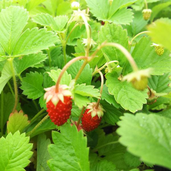 幸せを呼ぶ植物とされ、人気のワイルドストロベリー。ミグノネッテはランナーが出にくいので、扱いやすい品種です。ワイルドストロベリーは原種系のイチゴ。普通のイチゴより葉も花・実とも小型で可愛らしく、育てやすい植物です。丈夫なので鉢植えや花壇で簡...