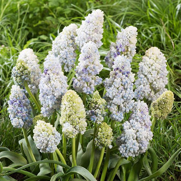 放任栽培で毎年咲く球根植物 冬から早春のコンテナ植えやロックガーデンに最適なムスカリ。ダブルビューティーは今までになかった、はっきりとした八重咲きの品種で、オフホワイトから咲き始め青色へと移り変わる花色も特徴的です。日々、変わる花色がお庭に...