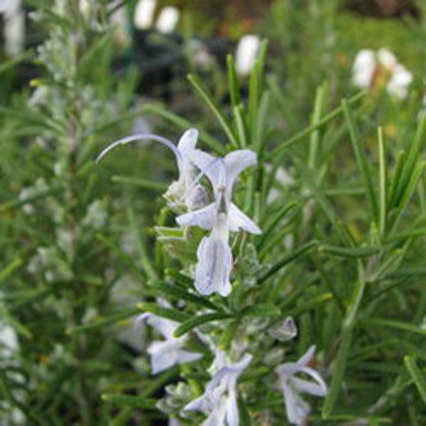 ローズマリーは、地中海沿岸原産の常緑低木で、葉にさわやかな香りのがあり、古くから暮らしに利用されています。ハーブとして料理や香料に使われるだけでなく、年間を通して細かな美しい葉を茂らせるのでガーデニングにもぴったり。花壇や鉢植え、建物周りの...