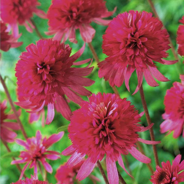 サザンベルは鮮やかなピンク色の八重咲きエキナセアです。花径最大10センチにもなる大輪のコラレット咲きで、花の中心に頭状花が集まり丸くフサフサと盛り上がり、その周りに花びらが付きます。よく分枝する品種なので、花後に切り戻すと新たな花芽が上がり...