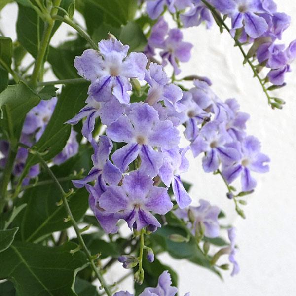 春から夏にかけて長く花を咲かせるデュランタ。鉢花として人気です。細い枝をたくさん伸ばし、美しい花を次々に咲かせます。夏の暑さに強く、寄せ植え、ハンギングにも最適です。関東以南の太平洋側なら庭植えで冬越しする程度の耐寒性があります（高地を除く...