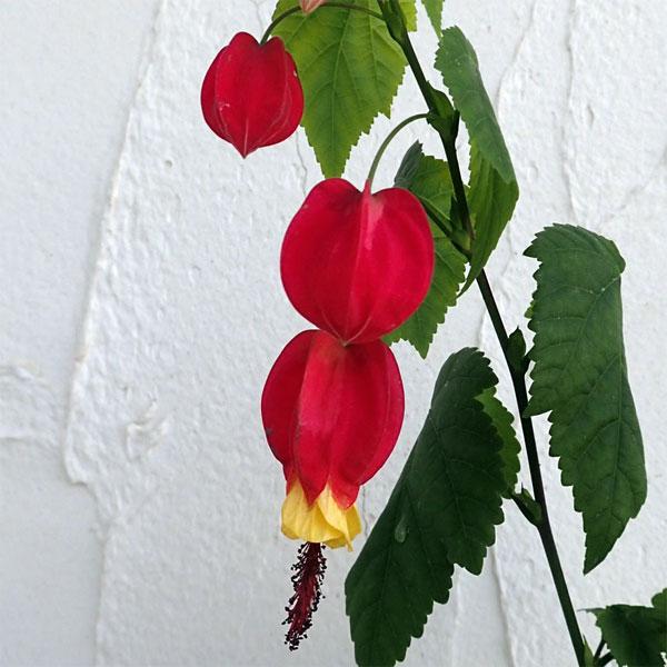 チロリアンランプはつる性のアブチロンです。熱帯魚をおもわせる真赤に黄色の色あざやかな花をたくさんつけます。夏場でも次々に花を咲かせます。鉢植えにしてアンドン仕立てで、またはトレリスやフェンスに這わせてお楽しみください。アブチロンの中では寒さ...