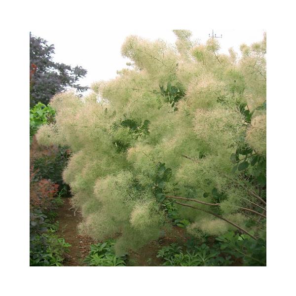 グリーンボールは緑葉で花は緑〜ピンク花のスモークツリーです。開花時に日陰側はグリーン、日向側はピンクになり、花色のグラデーションが楽しめます。多花性でよく分枝し樹形もまとまりやすい優良品種です。樹勢は中程度で放任すれば樹高3mくらいになりま...