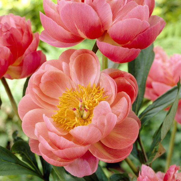 コーラルチャームはオレンジがかったピンクの八重咲品種。シャクヤクには珍しいユニークな色が人気です。花径13〜15cm、草丈約80cm、極早生品種なので、一般平暖地では5月上旬に開花します。ヨーロッパから導入された洋種しゃくやく(芍薬）です。...