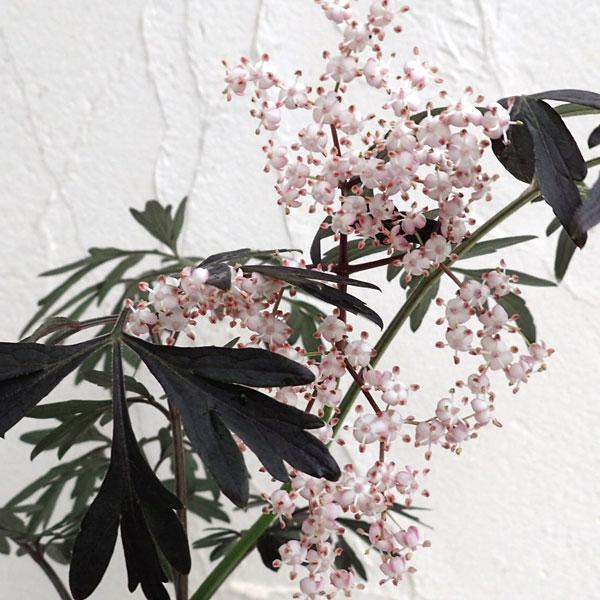 西洋ニワトコはエルダーベリーとも呼ばれ、欧米では昔から人気のある庭園樹兼果樹です。ブラックレースはチョコレート色の葉がアメリカで大人気となっている観賞用品種。深い切れ込みの入る葉は繊細な風情で、どこか日本のもみじに似た雰囲気もあります。春に...