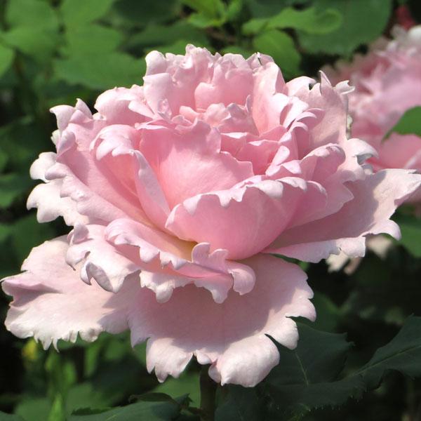 ソフィー・ロシャスは淡いピンクの花弁の縁に切れ込みが入る、華やかな大輪花。ロゼット咲きだが少な目の花弁が優しく花芯を包み込む。柑橘とローズの上品な香りで、樹勢が強く勢いのあるシュートが良く伸びます。刺は少な目。四季咲き性のつるバラとしてフェ...