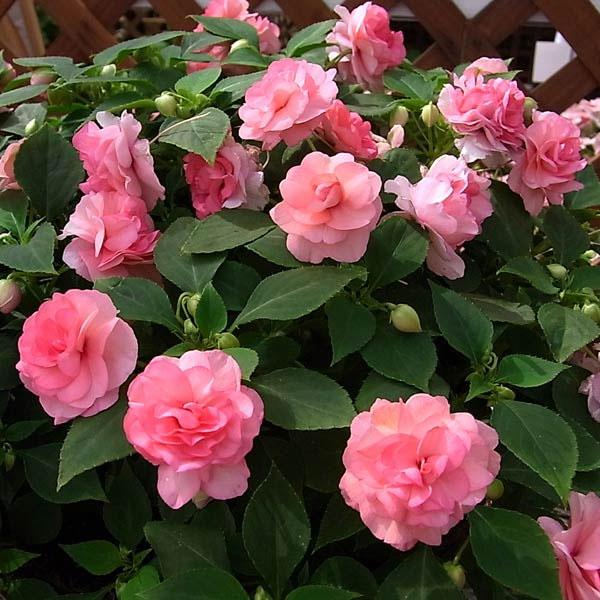 フィエスタはバラ咲き（八重咲き）のインパチェンス。四季咲きで花つきが旺盛です。半日陰でよく花を咲かせますので、夏のシェードガーデンの主役となってくれます。夏の暑さに強く、初夏から秋深まるころまで花を次々に咲かせる性質で長く庭を彩ってくれます...