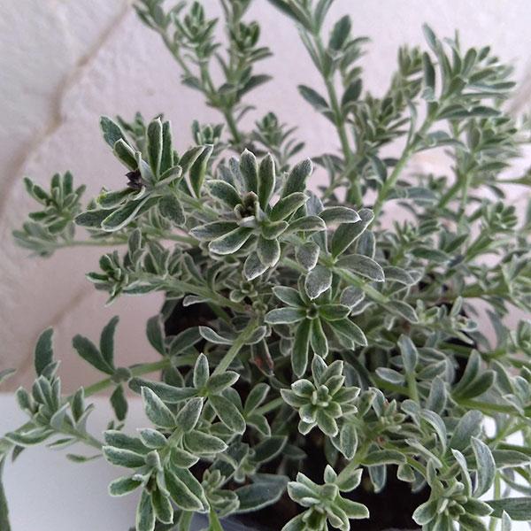 ウエストリンギアはオーストラリア南東部原産の常緑低木。葉や花の形がローズマリーに似ているため、オーストラリアン・ローズマリーとも呼ばれます。ローズマリーに比べてウエストリンギアのほうが枝が柔らかで、繊細な雰囲気です。この品種はシルバーがかっ...