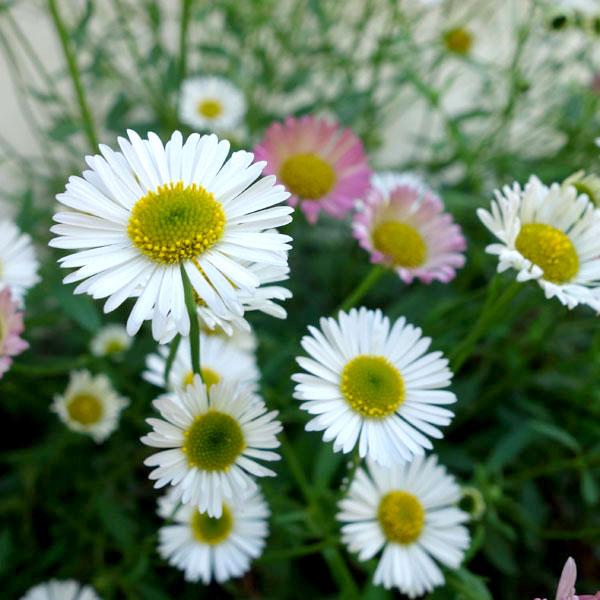 花色が白からピンクに変わるコンパクトなエリゲロン ★切り戻し株のため特価です★エリゲロンは丈夫で開花期間が長い宿根草。スターローンはカルビンスキアヌスの園芸品種。カルビンスキアヌスよりやや小型の品種で、花色は咲き始めは白く、徐々にピンクへと...