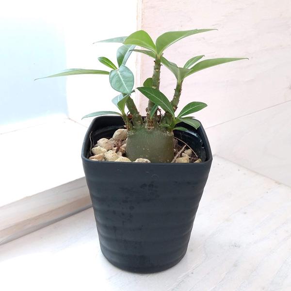 ★休眠中★アデニウムは南アフリカ、カラハリ砂漠近辺の一部の地域に自生する多肉植物の仲間。ぷっくりと膨らむ茎の上部に枝を出し、先端に葉をつける独特な株姿が特徴です。厳しい環境の中で赤やピンクの美しい花を咲かせることから、デザートローズ（砂漠の...