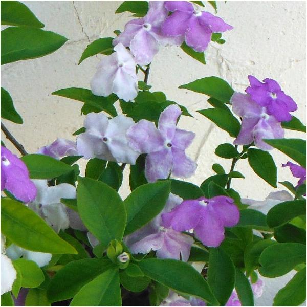 ニオイバンマツリは熱帯アメリカ原産の低木で、涼しげな花を次々に咲かせる花木です。花が美しく芳香もあるので、東洋のジャスミンとも呼ばれます。花色は咲き進むにつ入れて紫から白に変化するので、1本の木で2色咲きのようになります。英名では花色の変化...