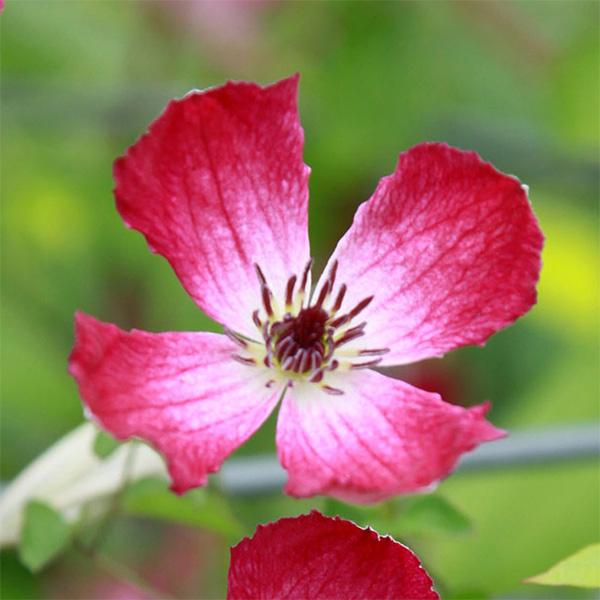 マリア・ルージュは丸弁がかわいい赤花。中心部の白色とのコントラストが目を引き、小輪ながら庭での存在感は抜群です。カップ状に咲く花形も個性的。※詳しい商品説明は下のほうに記載があります