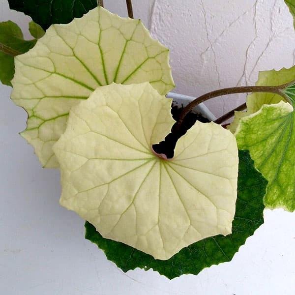 【発売日：2026年10月22日】秋芸 和物観葉　つわぶきの王者と呼ばれる金環は春先に鮮やかな黄金の覆輪が現れますが、この品種は秋に同様の覆輪の葉となる新しい品種！ツワブキの専門ナーセリー・ダイカツプラントのオリジナル品種です。強日の下では...