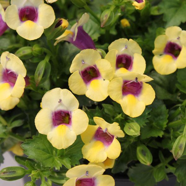 暑さに強い夏の花、トレニアのハンギングタイプです。丈夫で次々に切れ目なく花を咲かせます。ハンギングバスケットやコンテナの前面などにおすすめです。※詳しい商品説明は下のほうに記載があります