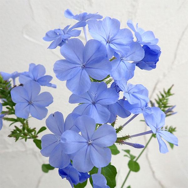 プルンバーゴは南アフリカ原産の常緑低木ですが、熱帯の花とは思えないほど優美で繊細。初夏から秋にかけて、細くしなる茎の先に涼しげなフロックスに似た花を穂状に、たくさん咲かせます。株は横に伸び広がり、鉢植えや花壇に似合います。かなり低温にも強く...