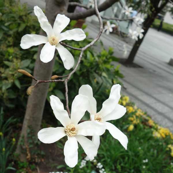 早春の詩情をそそるコブシの仲間。細い花弁がはらりと開き、枝一面を覆って息を呑むほどの清らかさです。英名ではマグノリアと愛称され、多数の園芸品種が作出されています。ワダスメモリーは姫泰山木（ヒメタイサンボク）の園芸品種で、香りのよい一重の白花...