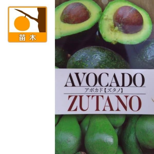 NHK趣味の園芸25年12月号掲載 ★入荷から日数が経ったためセール価格となりました。商品の状態は画像と異なる場合があります。★アボカドは中南米原産の熱帯果樹で、熱帯地域で広く栽培されています。果実には脂質が多く含まれており「森のバター」と...